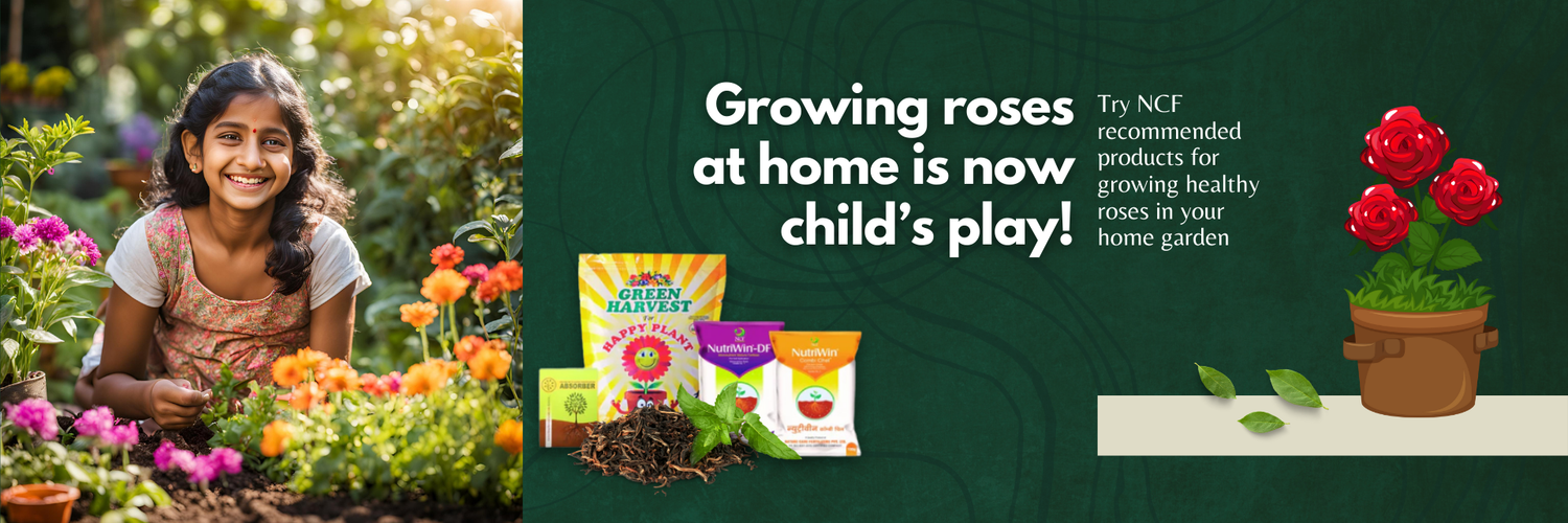 Flowers (Roses) Special Kit with Best Fertilizer for Rose Flowers ...